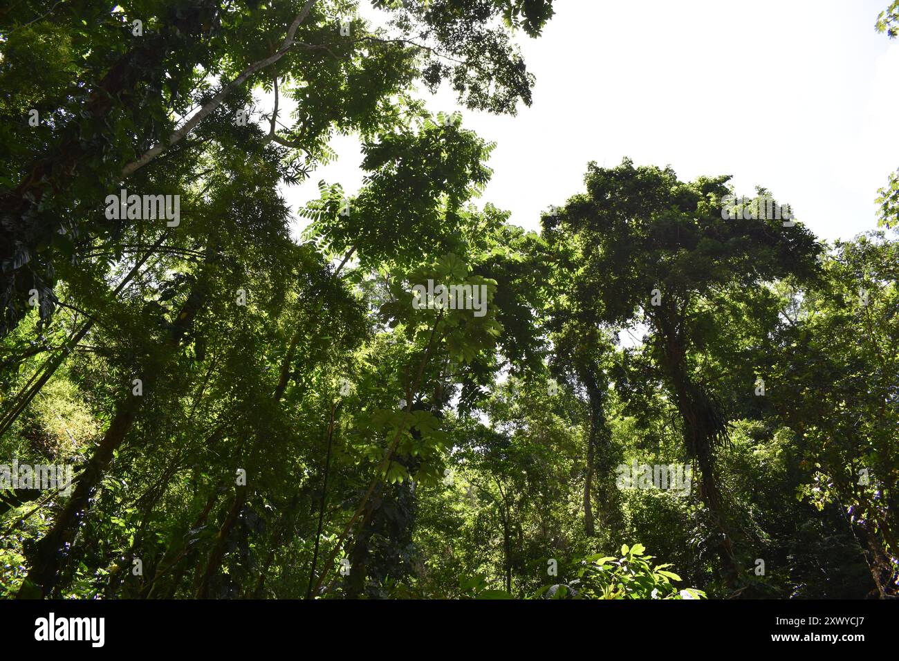 View at the forest canopy near Castara waterfall in Tobago Stock Photo ...