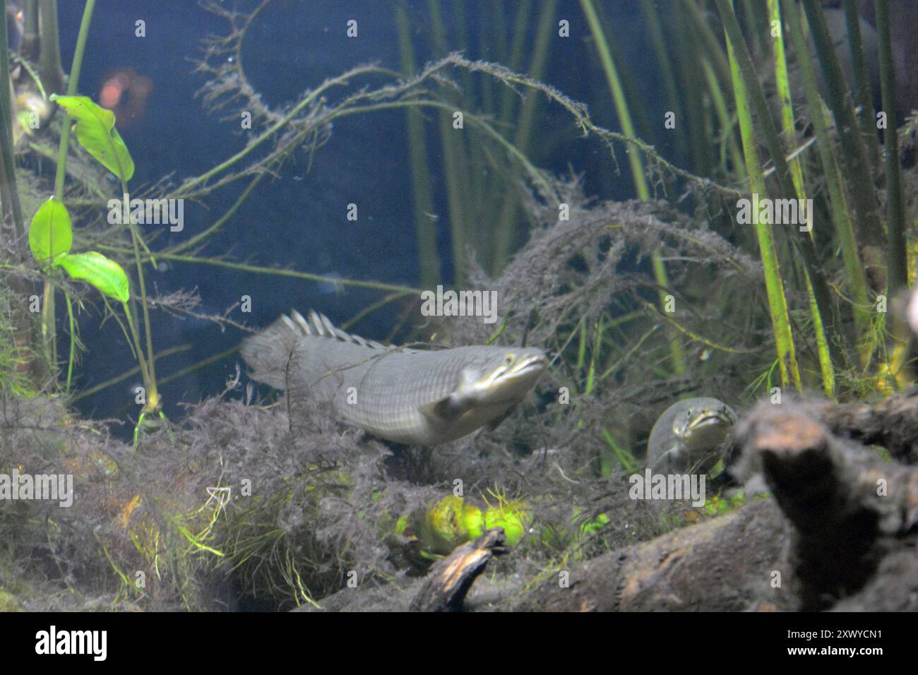 Beautiful and colorful animals that live in an aquarium for freshwater ...