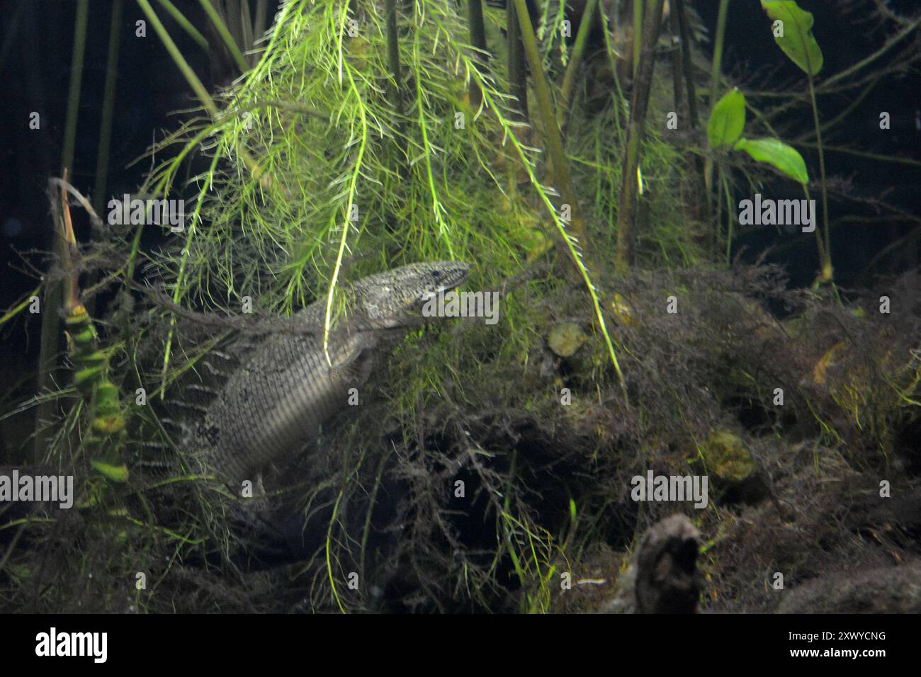 Beautiful and colorful animals that live in an aquarium for freshwater ...