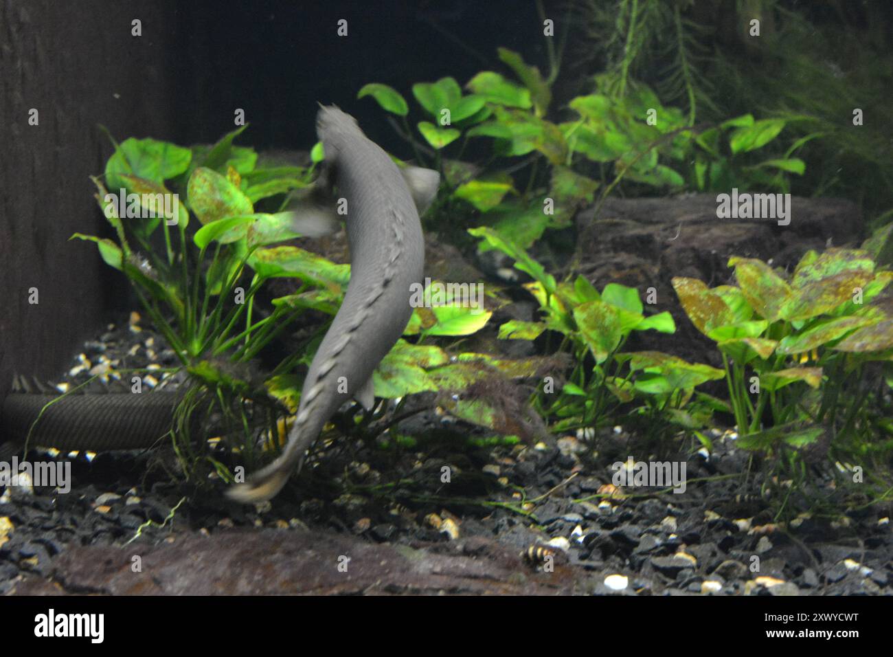 Beautiful and colorful animals that live in an aquarium for freshwater ...