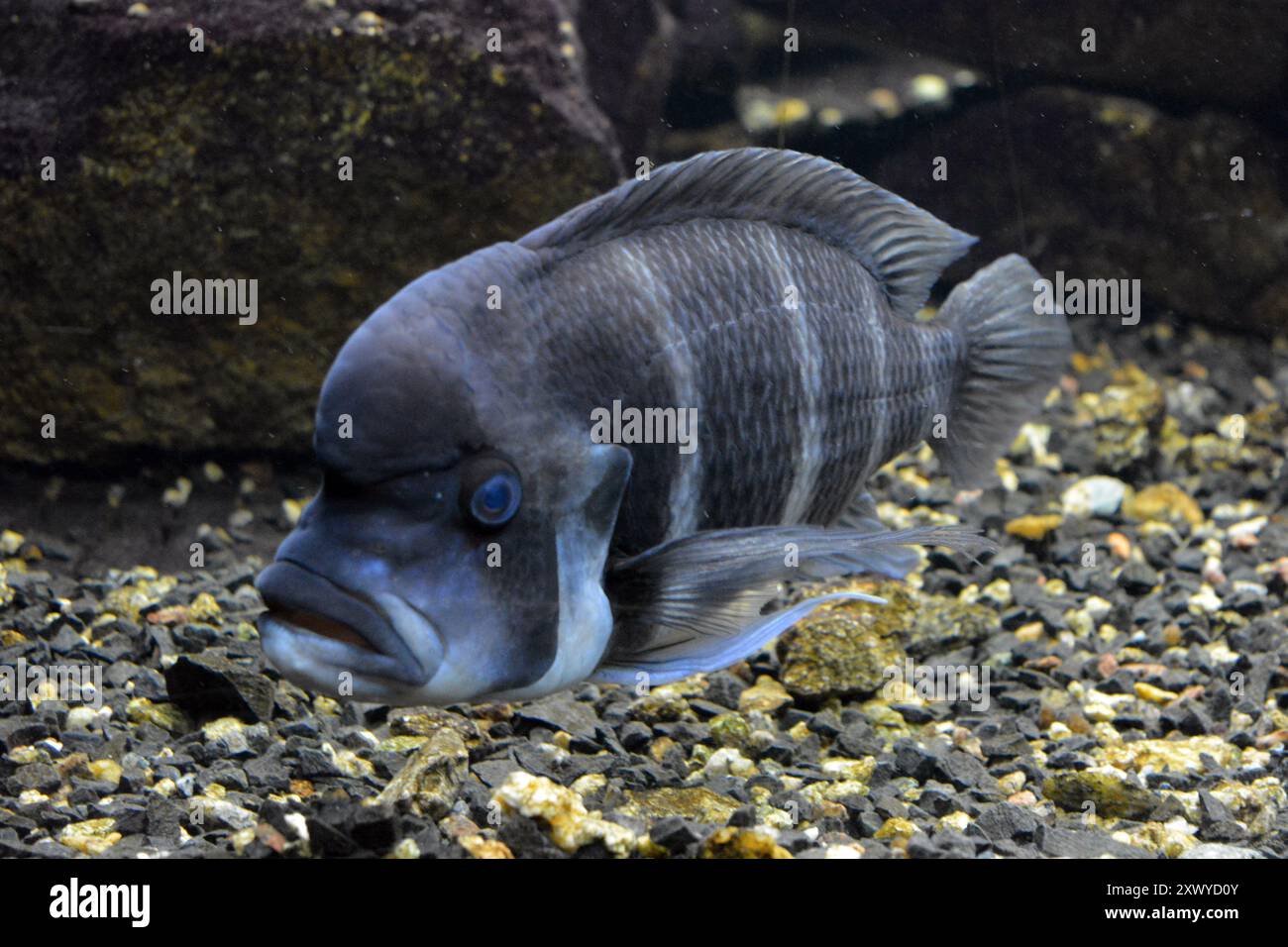 Beautiful and colorful animals that live in an aquarium for freshwater ...