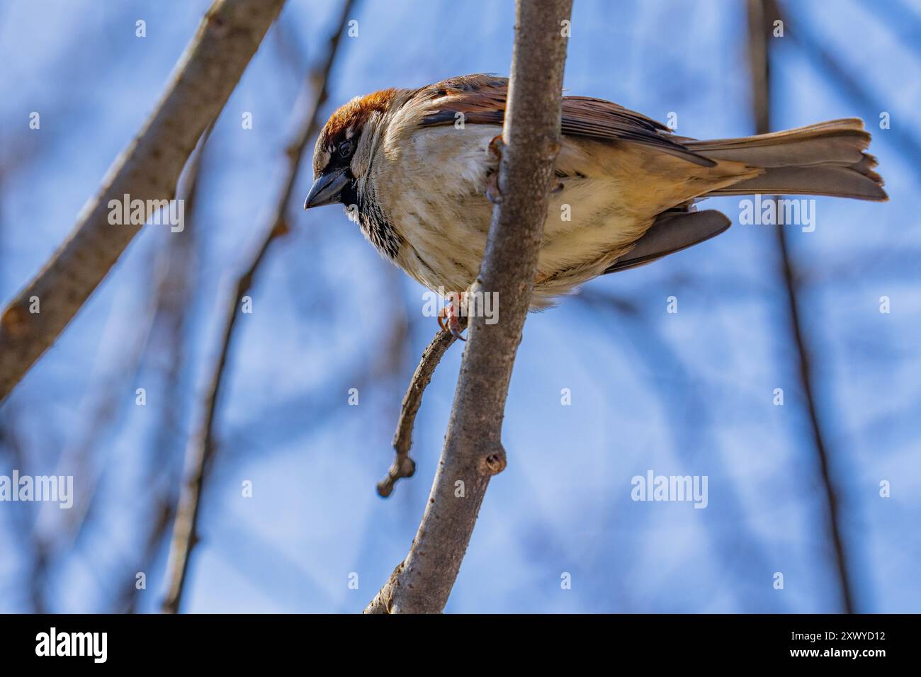 Male American house sparrow overhead on a branch Stock Photo - Alamy