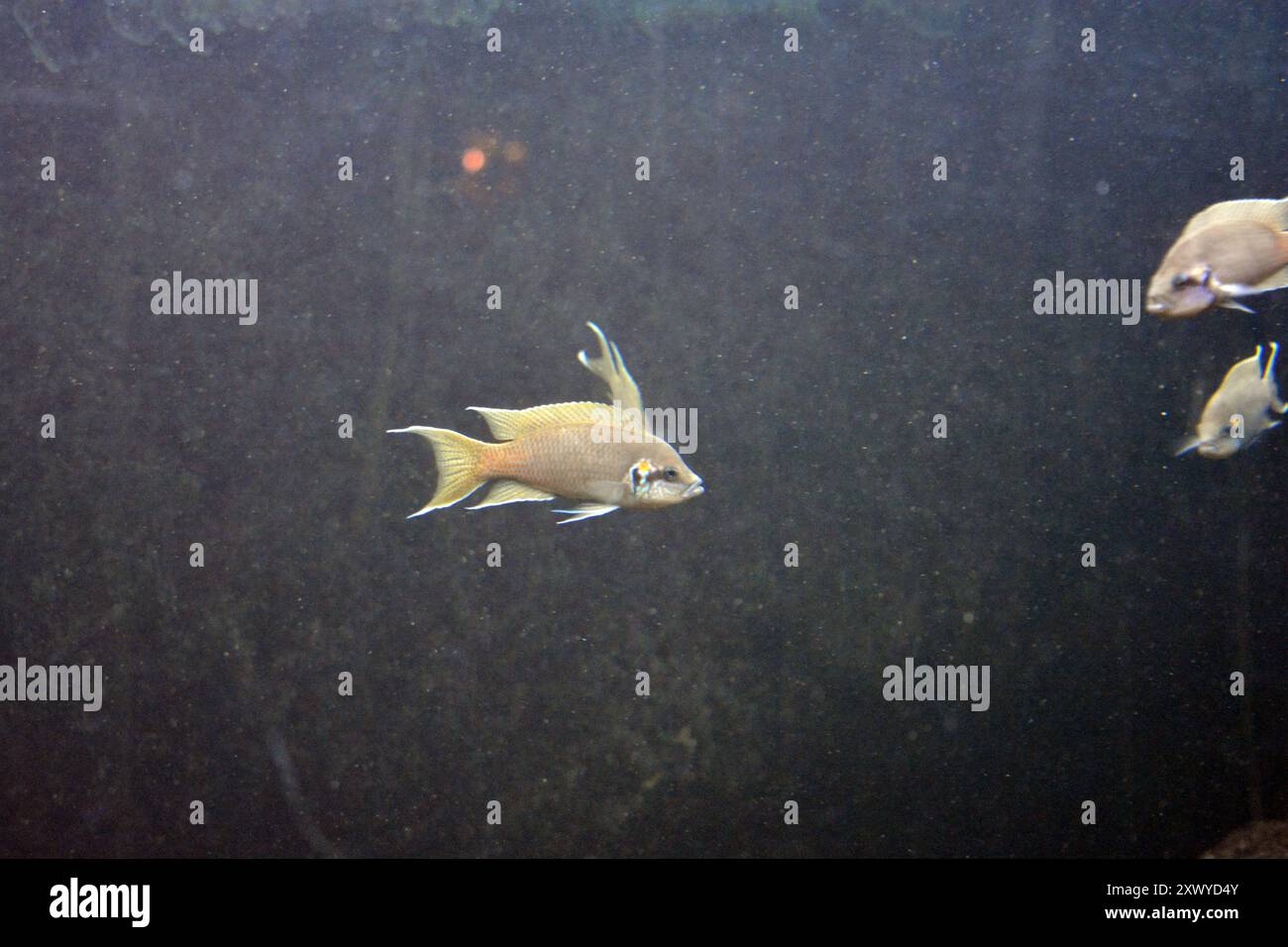 Beautiful and colorful animals that live in an aquarium for freshwater ...