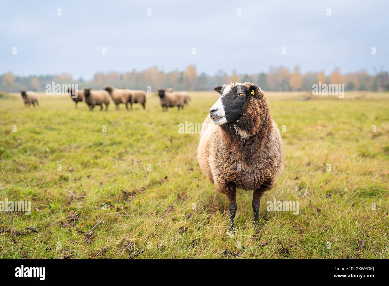 Portrait of a curious sheep. Portrait of a sheep standing in a field ...