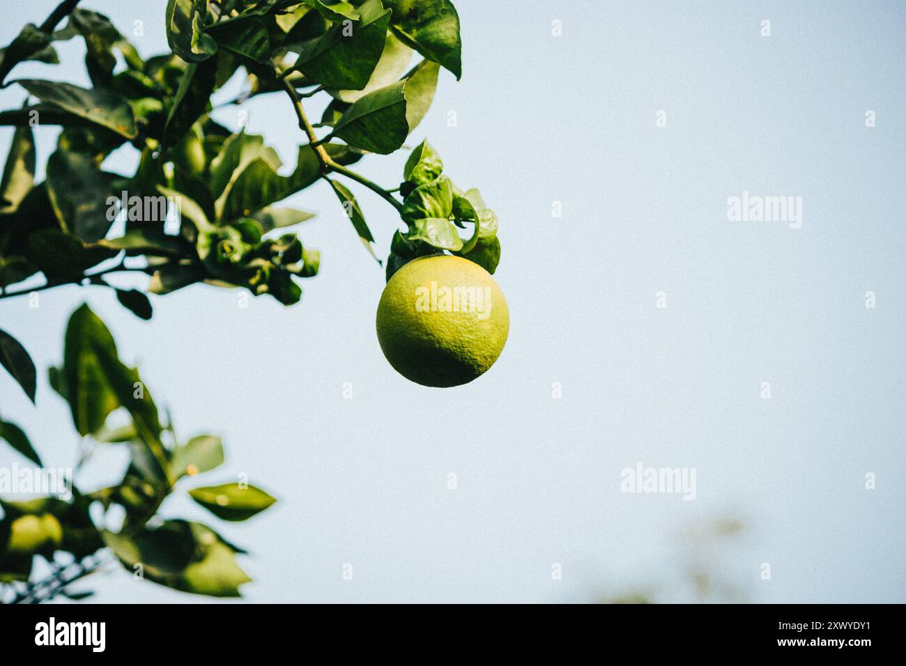 Organic orange hanging on a tree branch, showing natural ripeness and ...