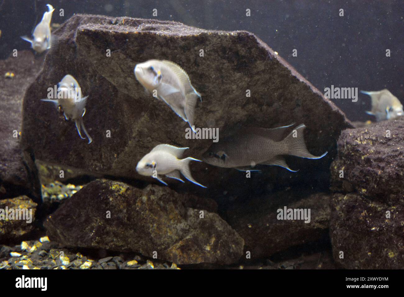 Beautiful and colorful animals that live in an aquarium for freshwater ...