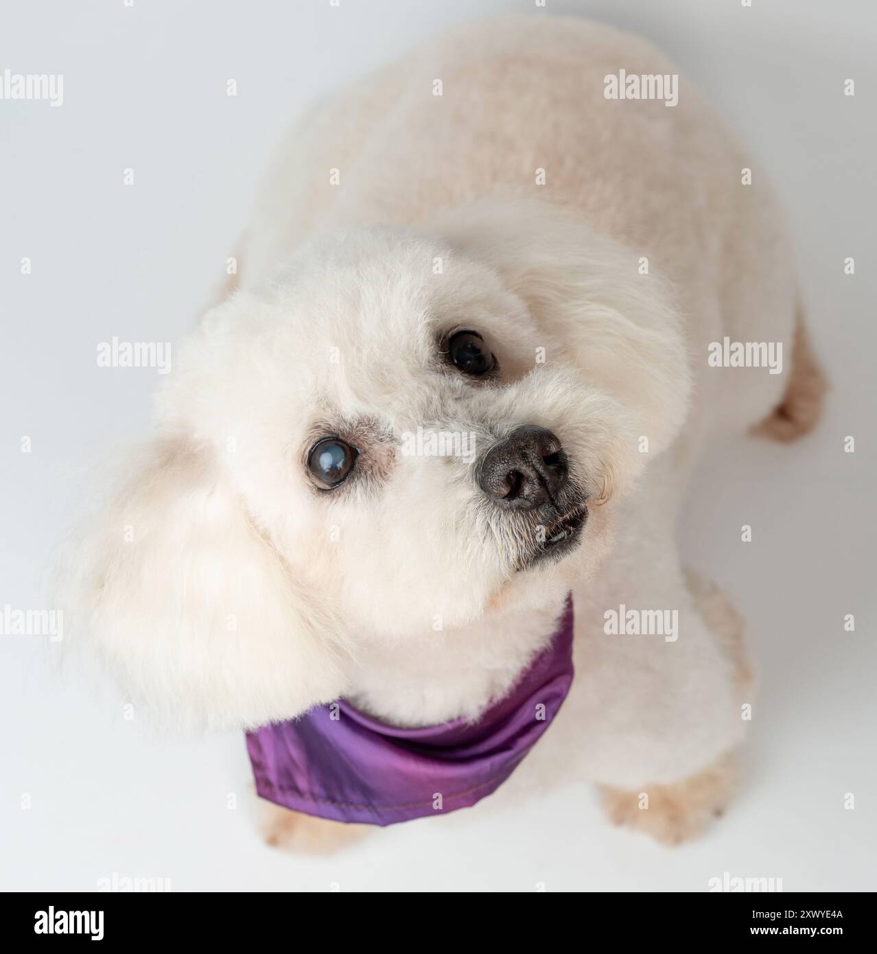 Old white poodle dog with grey eyes above top view on studio background ...
