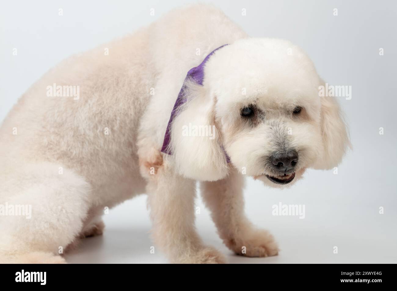 Angry poodle dog stand on white studio background Stock Photo - Alamy