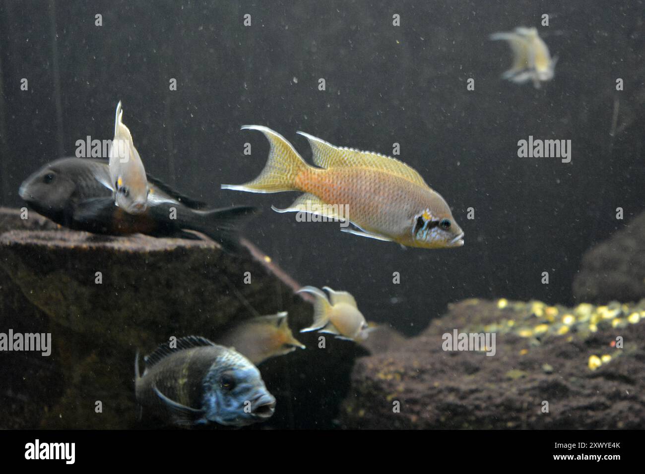 Beautiful and colorful animals that live in an aquarium for freshwater ...