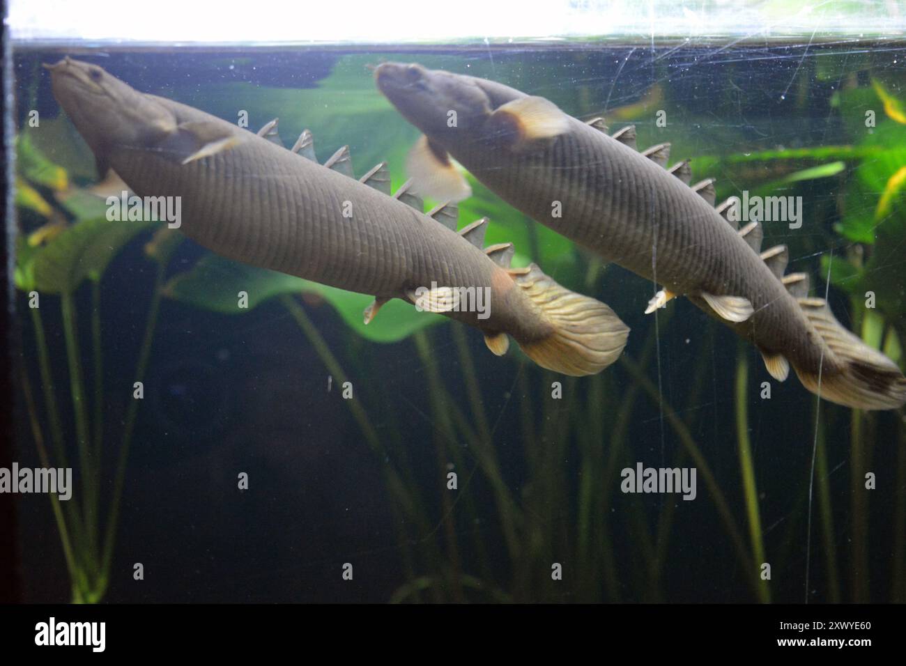 Beautiful and colorful animals that live in an aquarium for freshwater ...