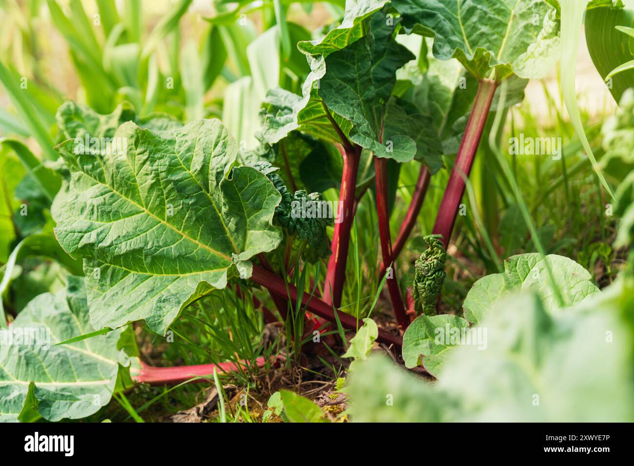 Beautiful photo wallpaper of summer green beetroot plant leaves. Close ...