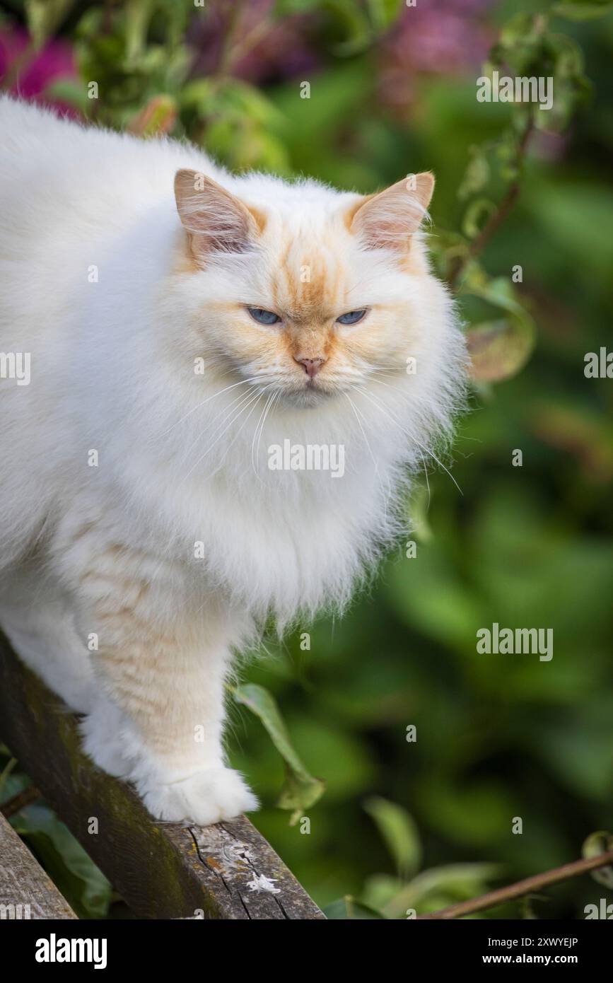 Vertical portrait of Cream colored Ragdoll cat with typical blue eyes ...