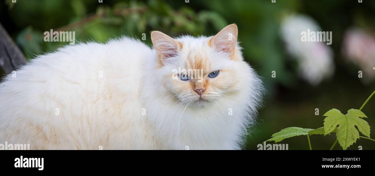 Portrait in banner format of Cream colored Ragdoll cat with typical ...