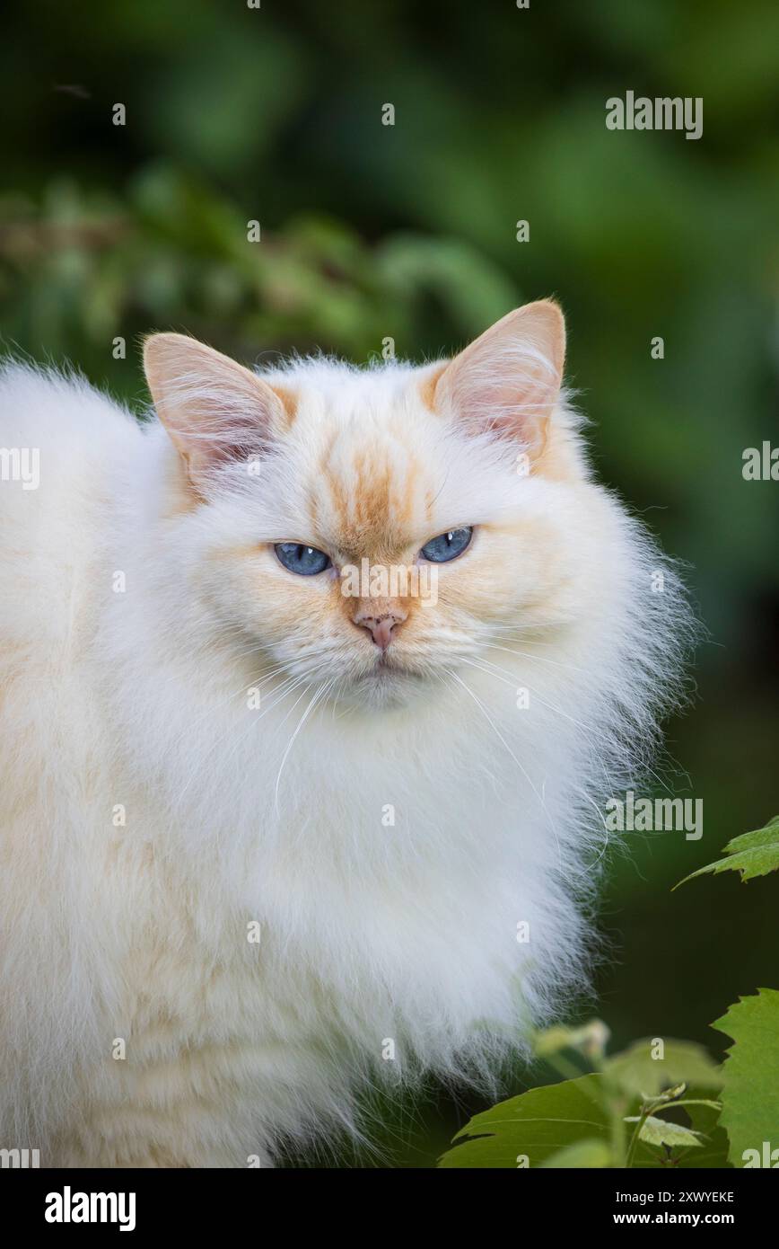 Vertical portrait of Cream colored Ragdoll cat with typical blue eyes ...