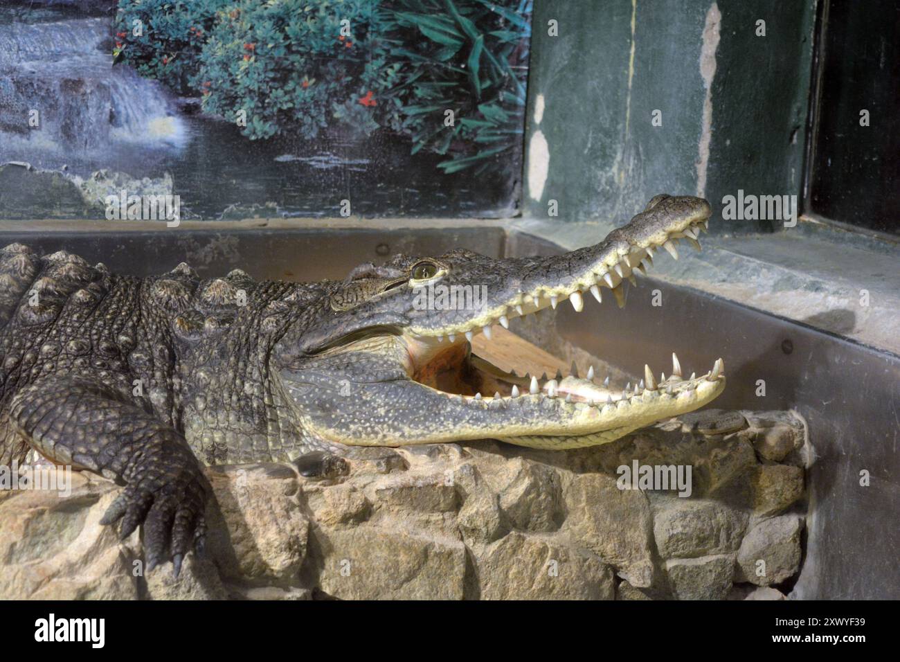 Alligator swims fish in mouth hi-res stock photography and images - Alamy