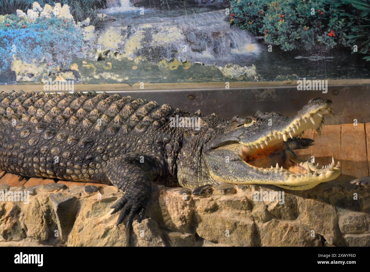 Alligator swims fish in mouth hi-res stock photography and images - Alamy