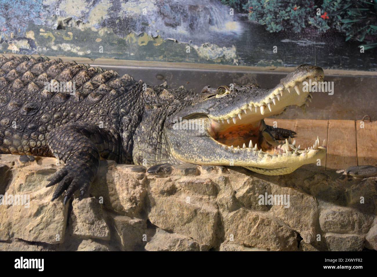 Alligator swims fish in mouth hi-res stock photography and images - Alamy
