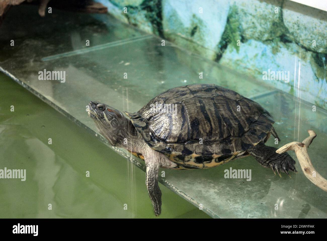 Beautiful and colorful animals that live in an aquarium for freshwater ...