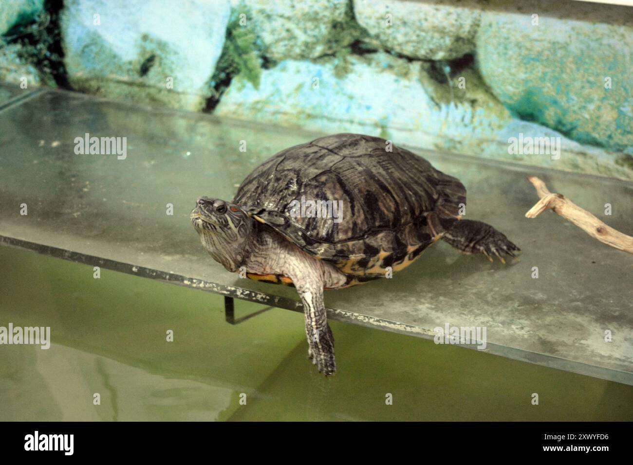 Beautiful and colorful animals that live in an aquarium for freshwater ...