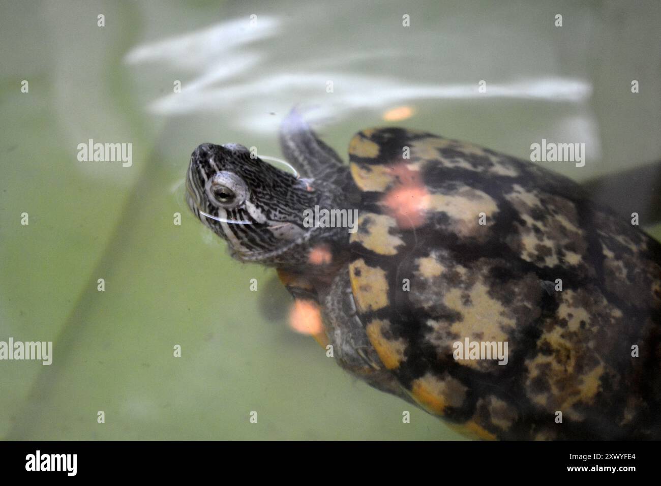 Beautiful and colorful animals that live in an aquarium for freshwater ...