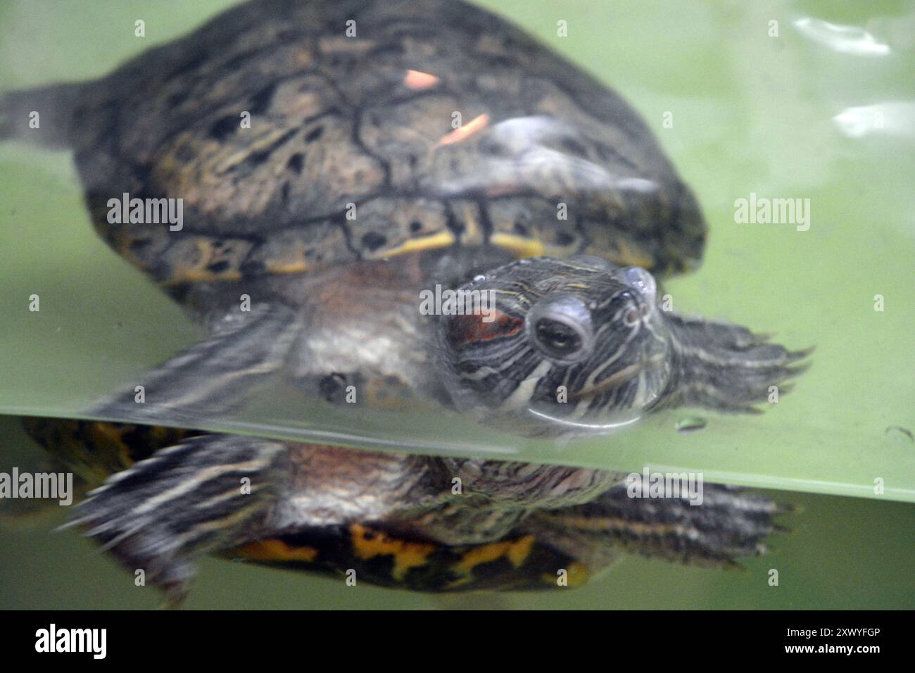 Beautiful and colorful animals that live in an aquarium for freshwater ...