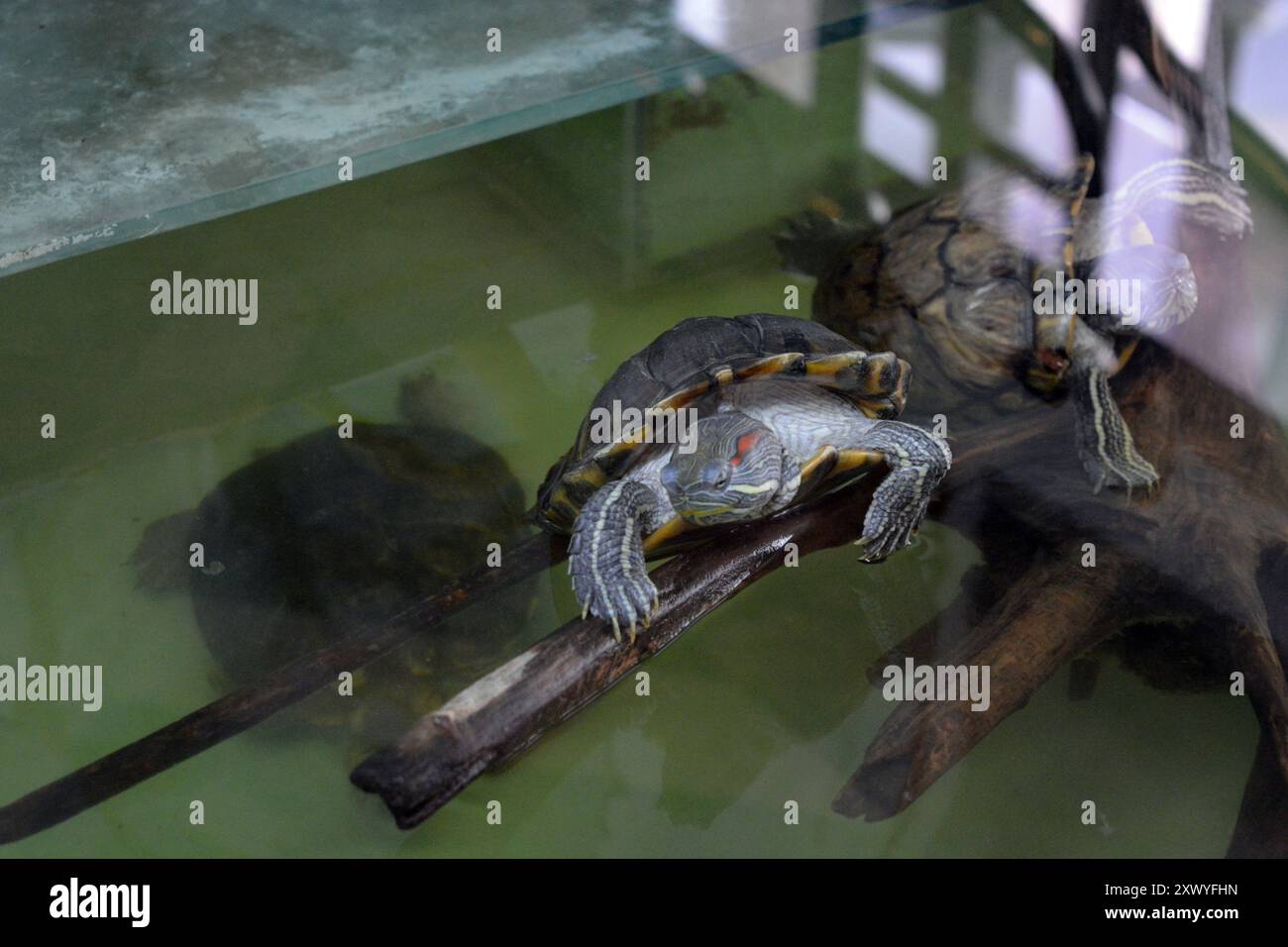 Beautiful and colorful animals that live in an aquarium for freshwater ...