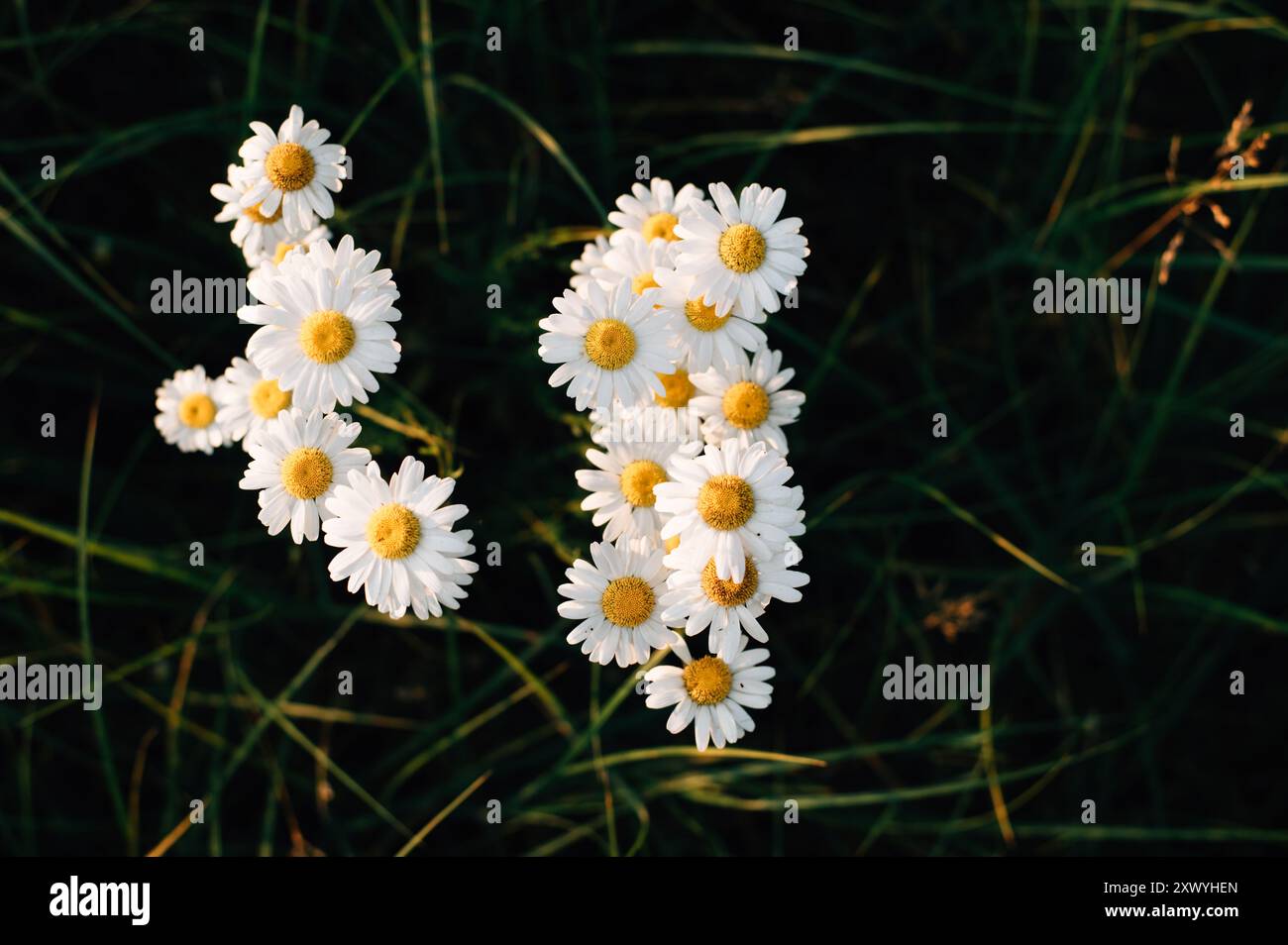 Daisy in meadow rich flowers hi-res stock photography and images - Alamy