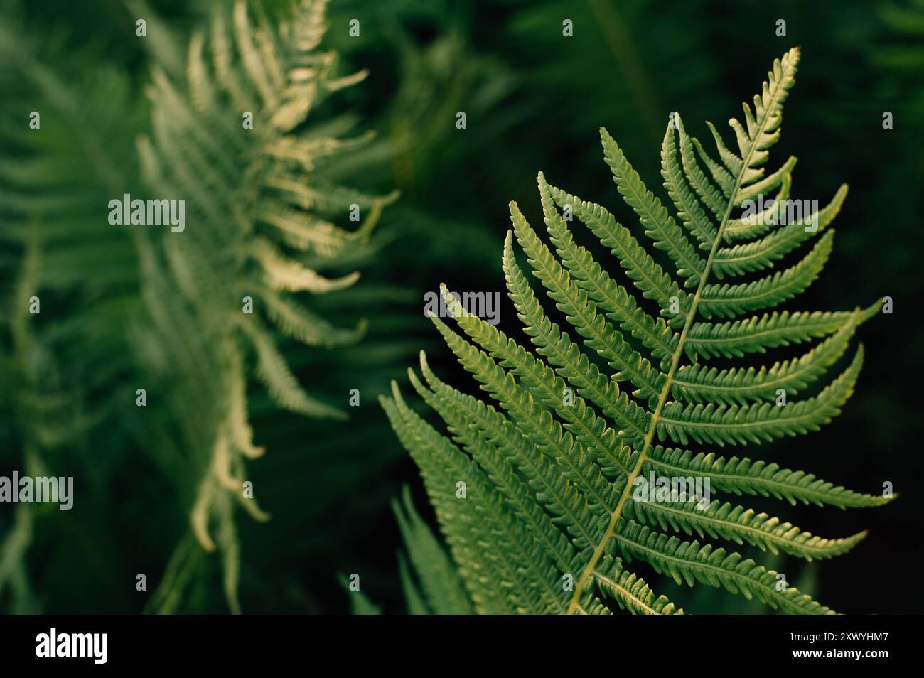 Beautiful fern leaf texture in nature. Natural ferns blurred background ...
