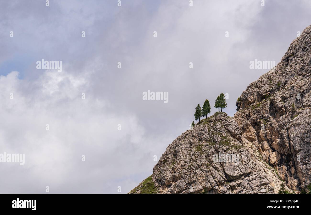Mountain landscape. Three pine trees grow on peaks of cliff . Dolomite ...