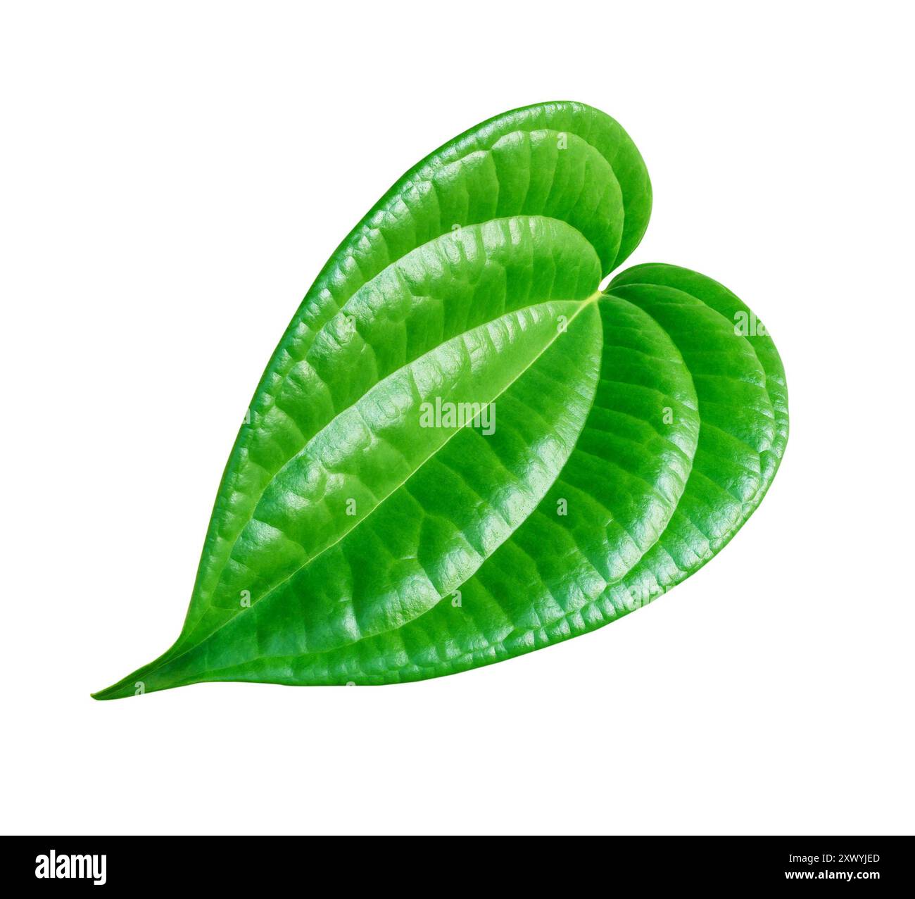 Shaped green betel leaf heart shape isolated on white background Stock ...