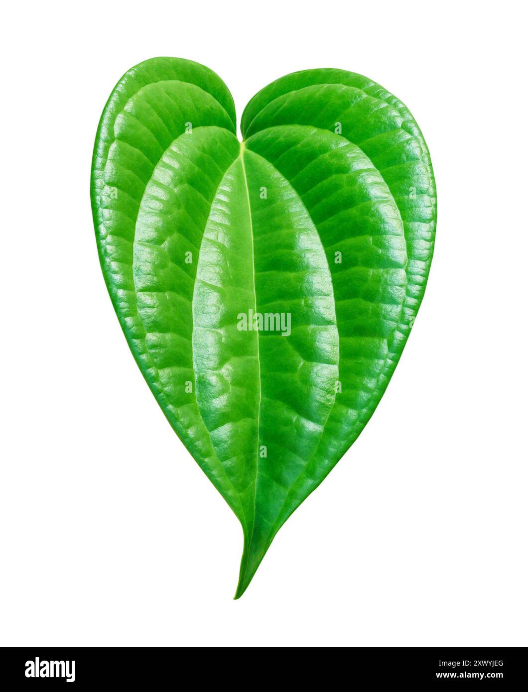 Shaped green betel leaf heart shape isolated on white background Stock ...