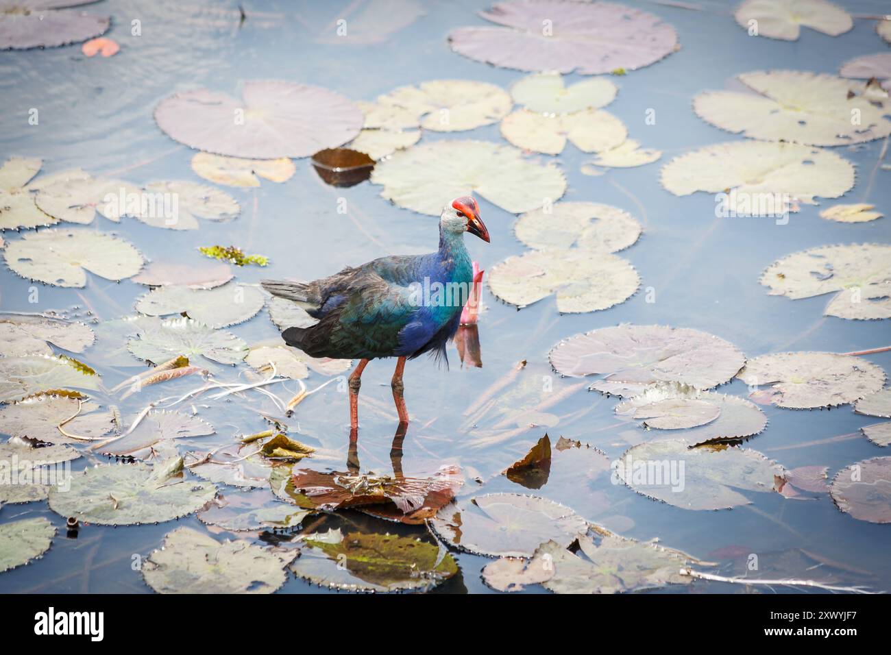 Bronze-winged Jacana bird in lotus lake,Thalanoi, South of Thailand ...