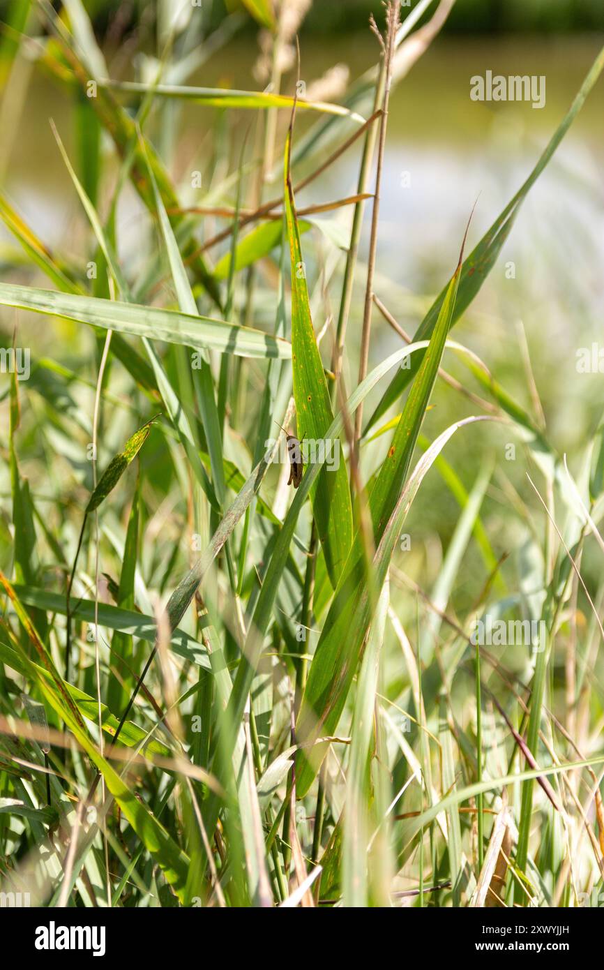 The beauty of urban flowers on a summer day Stock Photo - Alamy