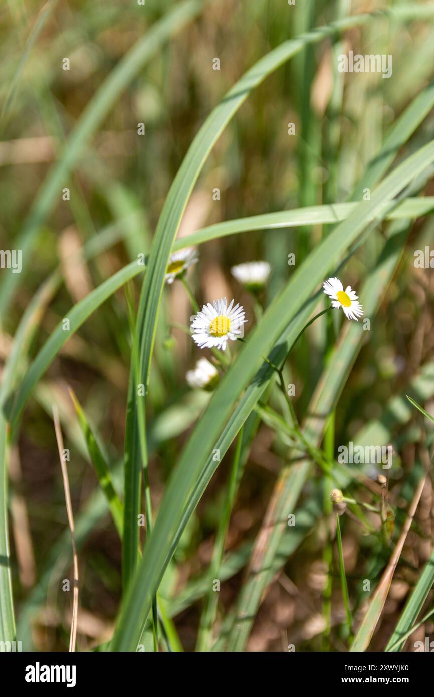 The beauty of urban flowers on a summer day Stock Photo - Alamy