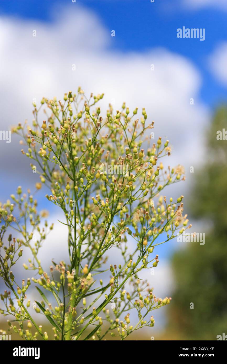 The beauty of urban flowers on a summer day Stock Photo - Alamy