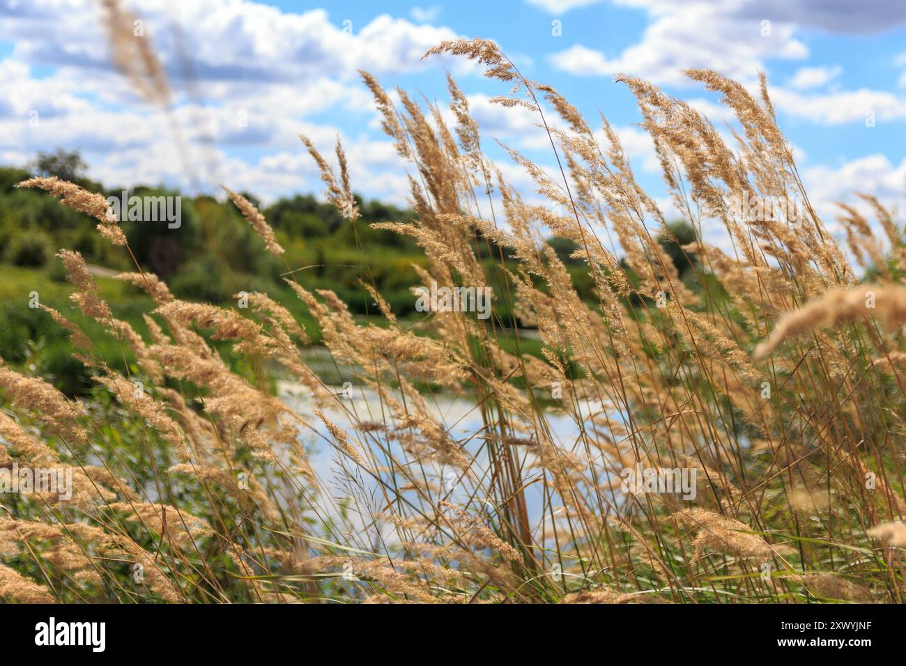 The beauty of urban flowers on a summer day Stock Photo - Alamy