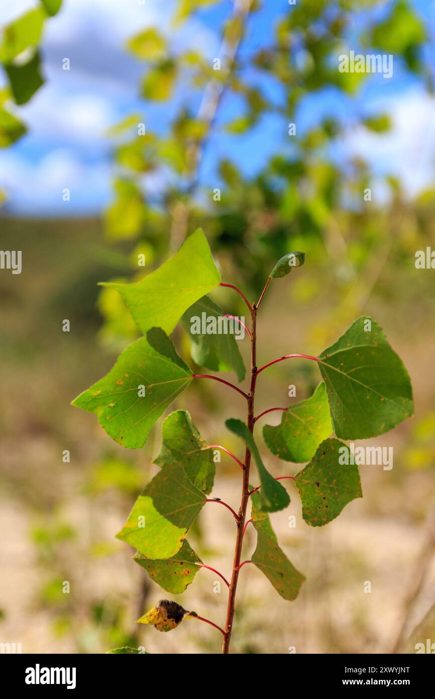 The beauty of urban flowers on a summer day Stock Photo - Alamy