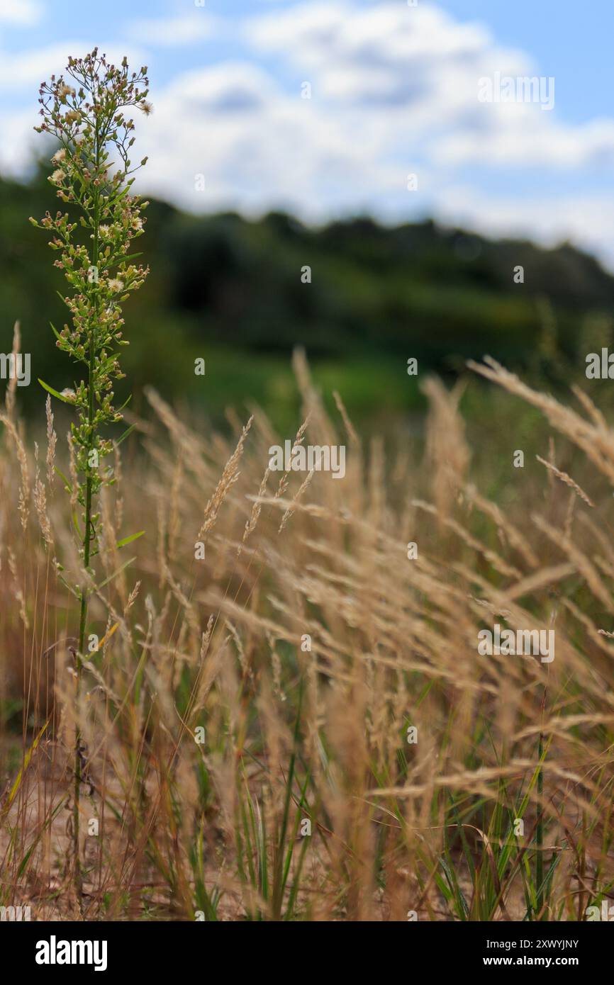 The beauty of urban flowers on a summer day Stock Photo - Alamy