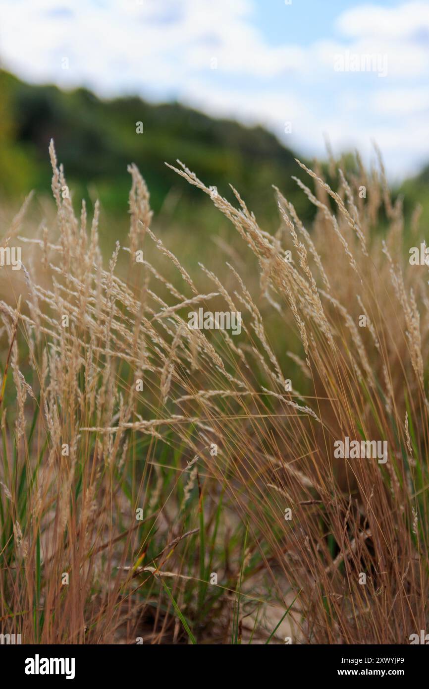 The beauty of urban flowers on a summer day Stock Photo - Alamy