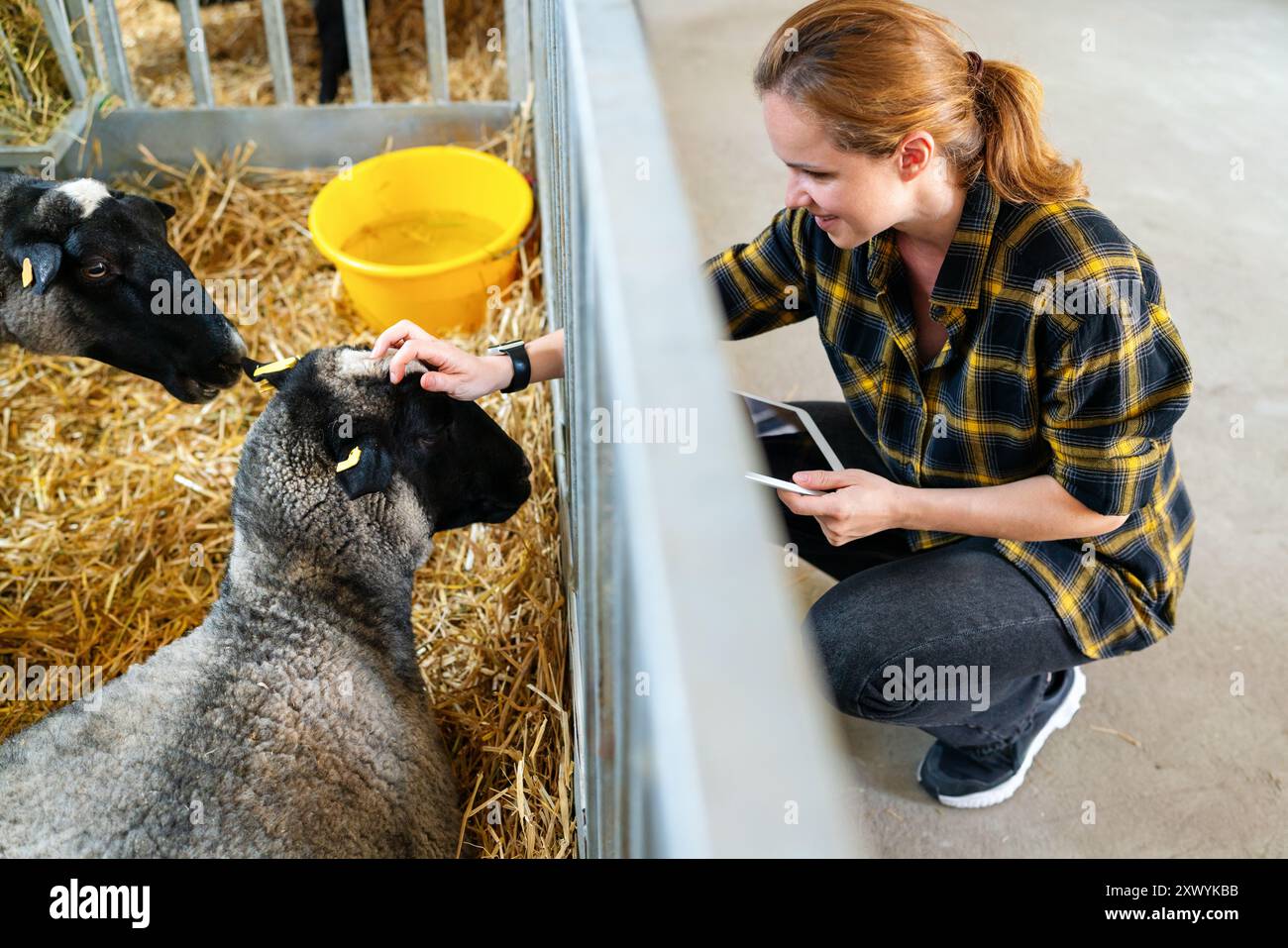 Female farmer with digital tablet checking sheep on livestock farm ...