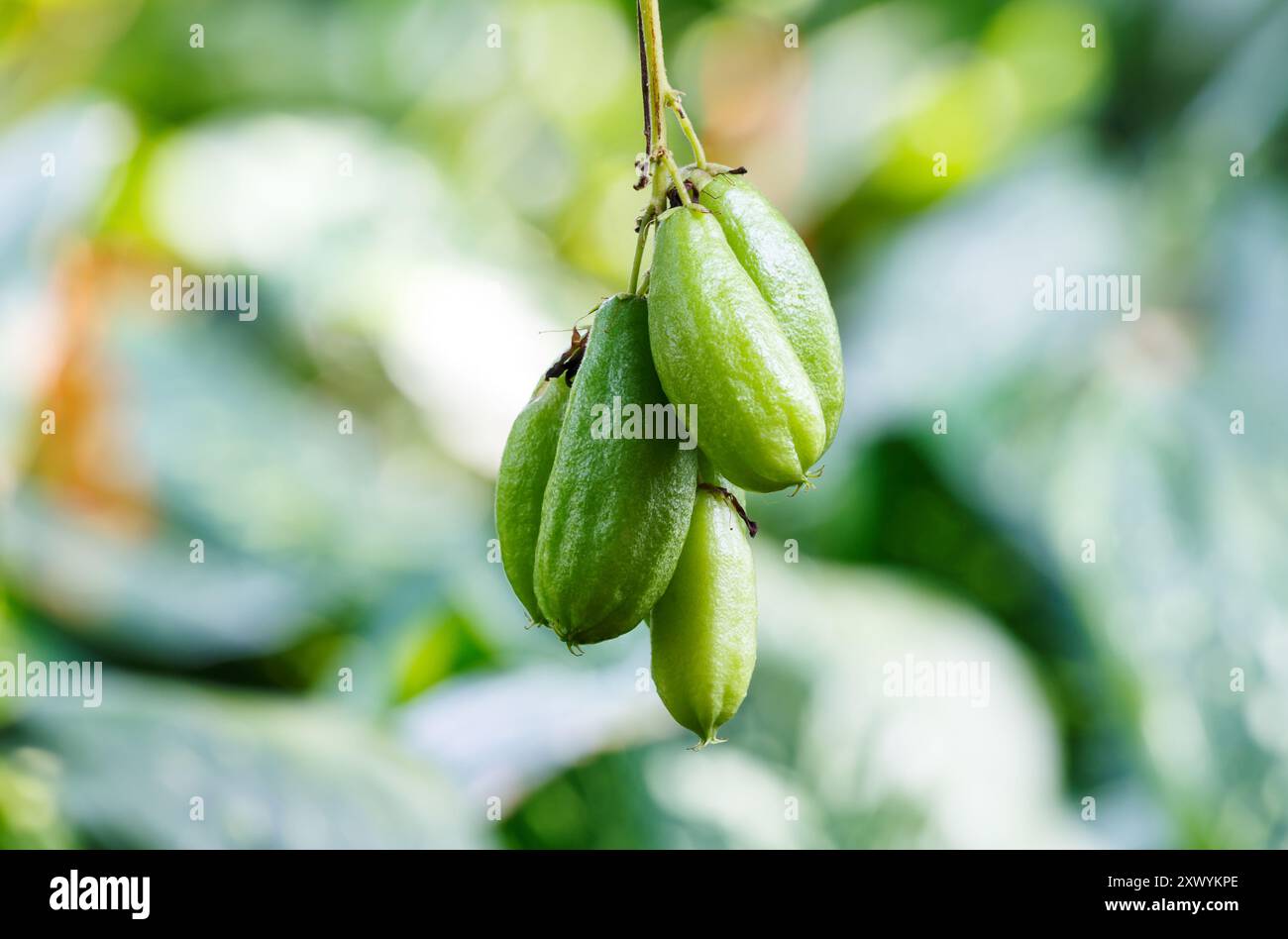 Bilimbi (Averhoa bilimbi Linn.) or cucumber fruits on tree Stock Photo ...