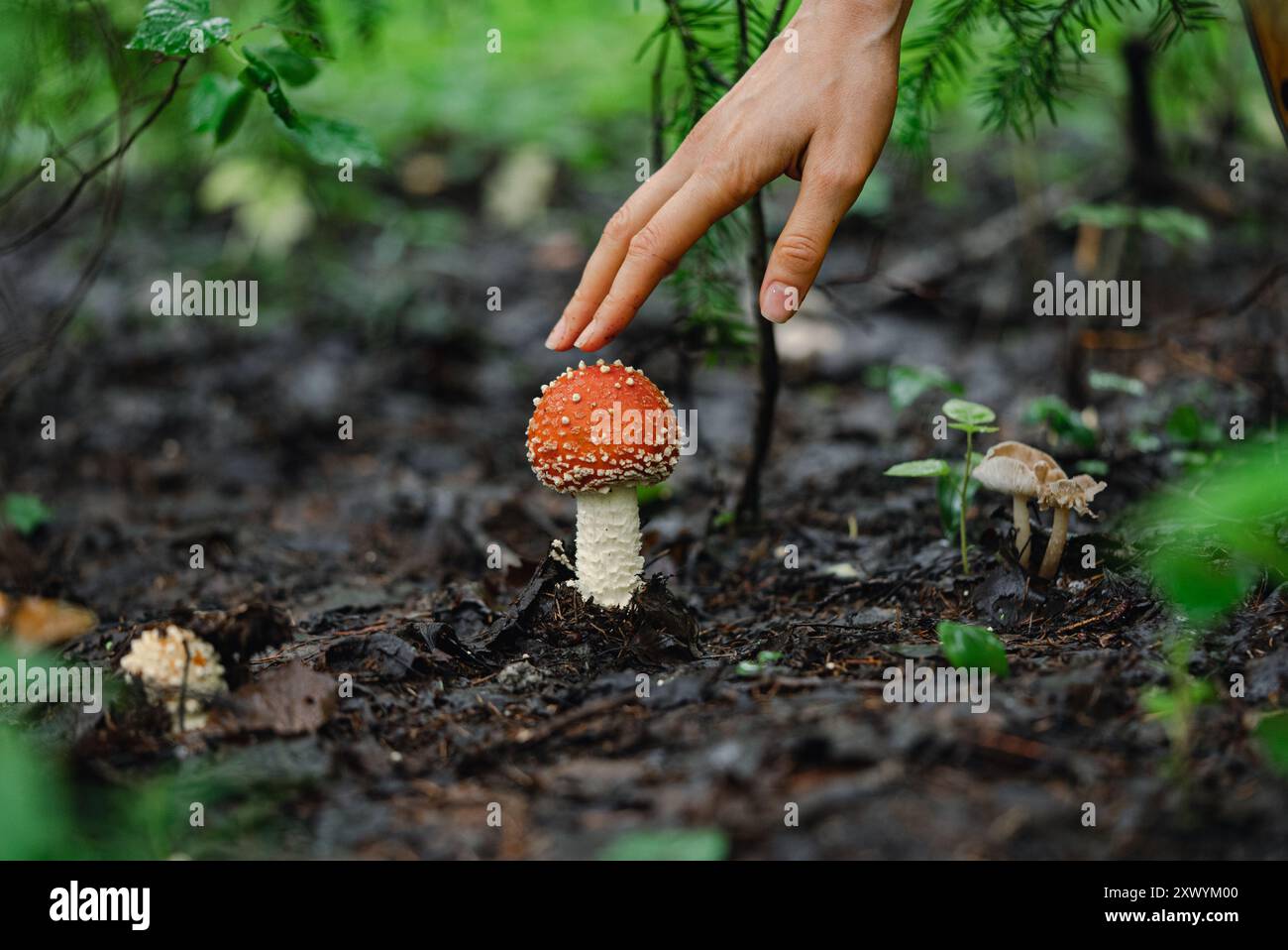 Woman hand reaching towards a red toadstool mushroom growing on the ...