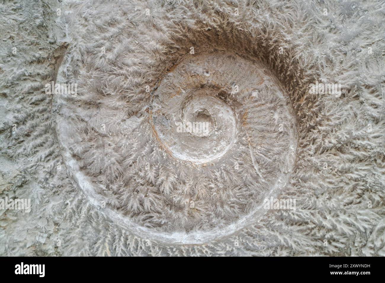 A close-up of a fossilized ammonite embedded in a rough, textured stone ...