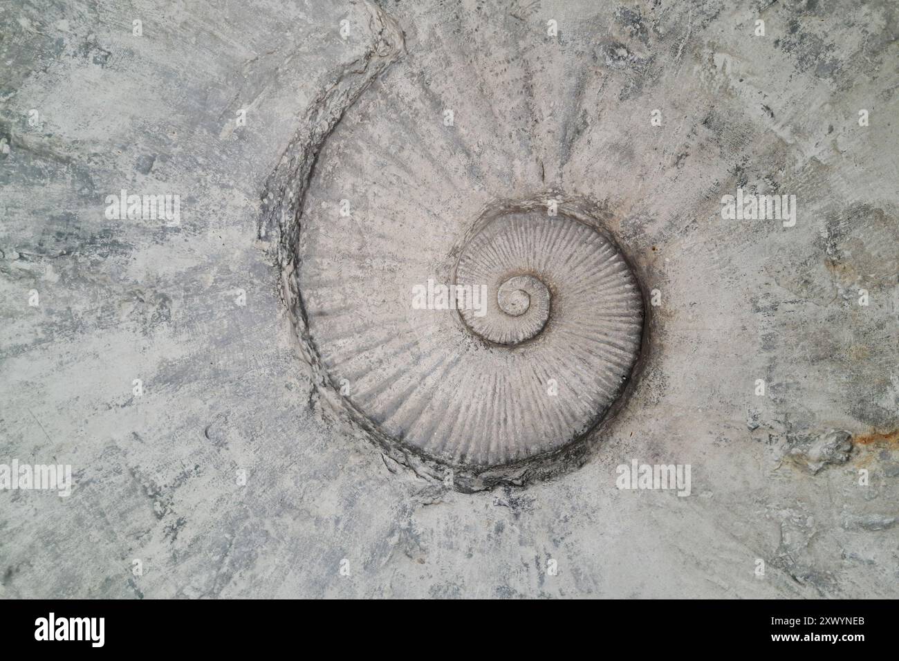 A close-up of a fossilized ammonite embedded in a rough, textured stone ...