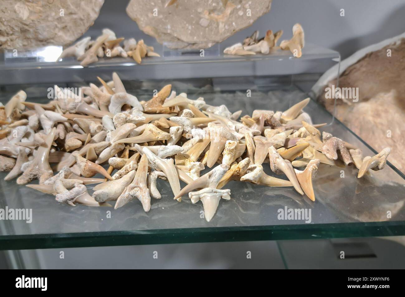 Ancient finds of teeth of various animals in the geological museum ...