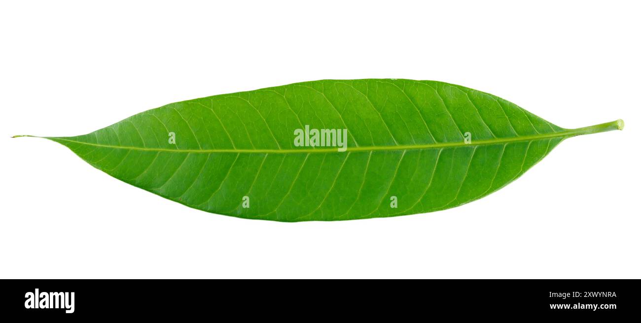 Mango leaf isolated on hi-res stock photography and images - Alamy