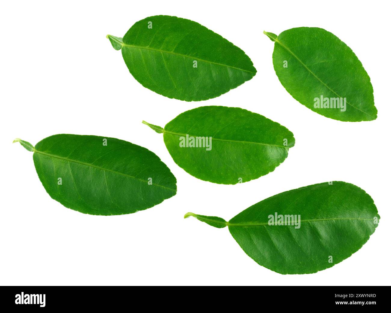 Citrus leaves isolated on a white background Stock Photo - Alamy