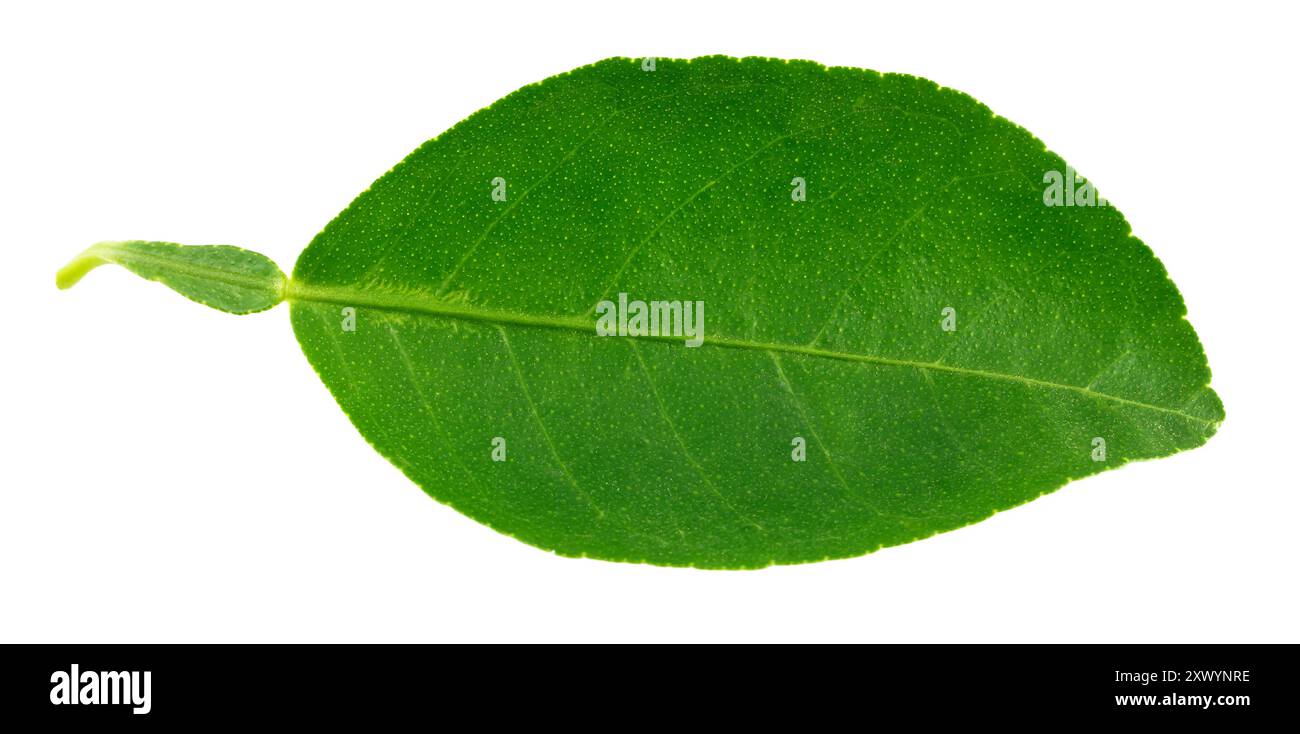 Citrus leaves isolated on a white background Stock Photo - Alamy