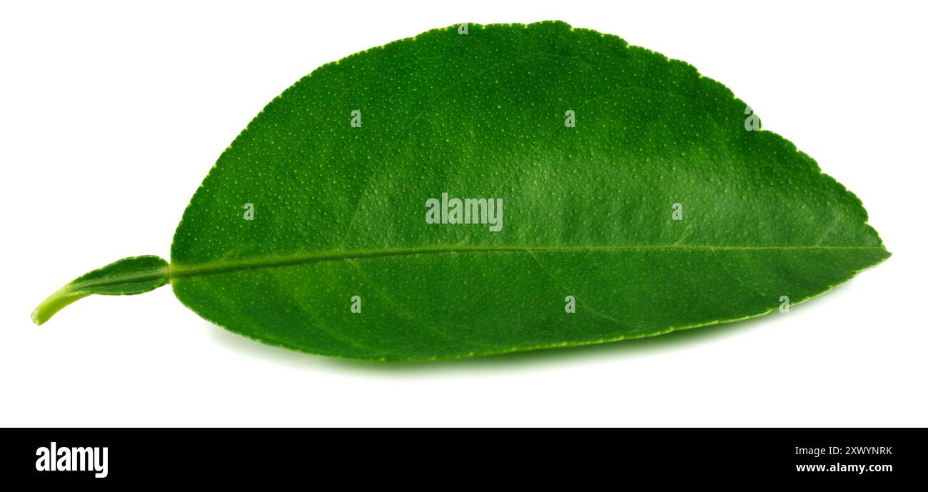 Citrus leaves isolated on a white background Stock Photo - Alamy
