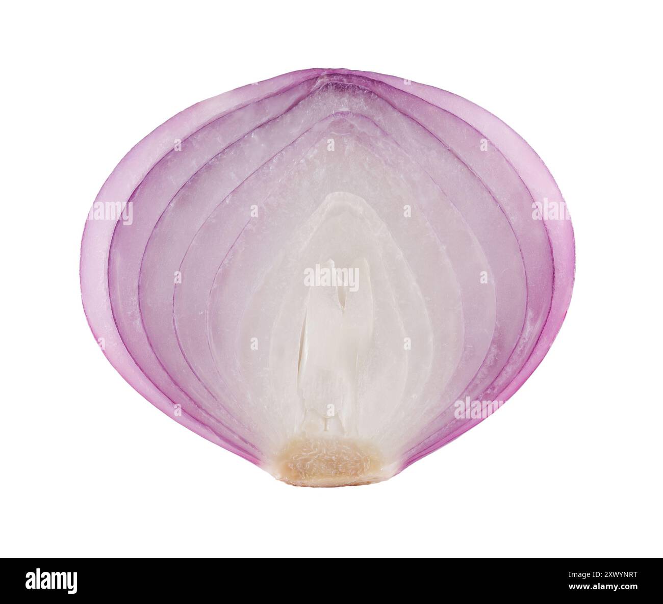 Onion layers Cut Out Stock Images & Pictures - Alamy